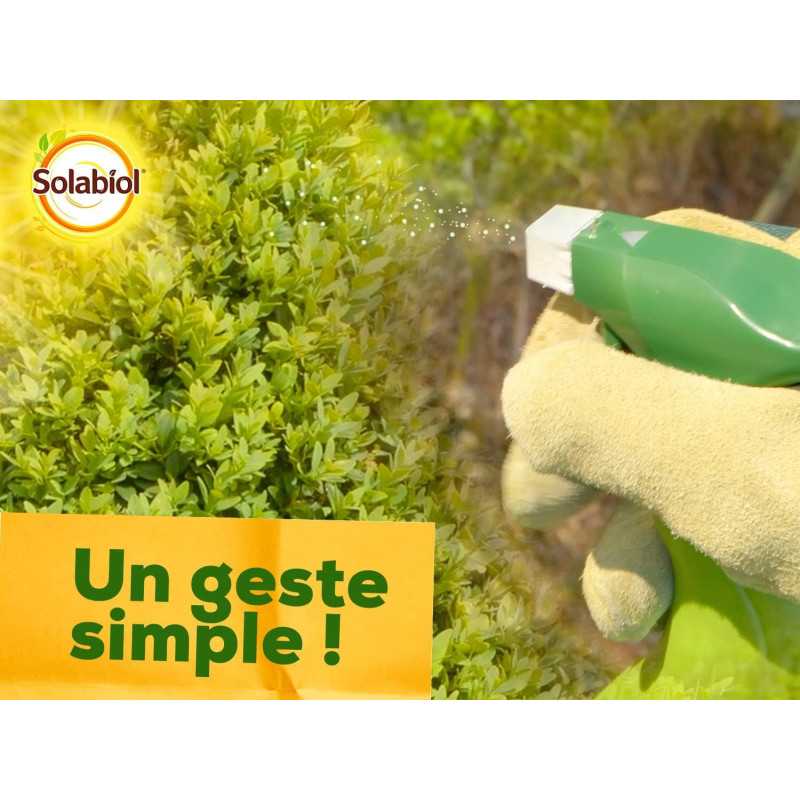 Boxwood Moth Treatment SOLABIOL | Curative & Effective Protection for ...