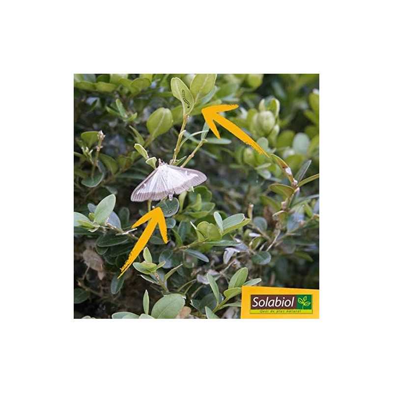 Solabiol boxwood moth | Biological insecticide Bacillus thuringiensis ...